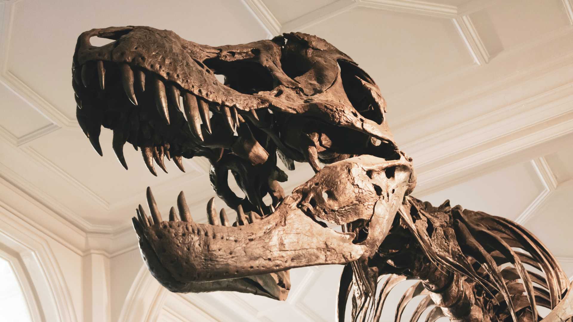 Garumbatitan Morellensis: A Descoberta de um Titanossauro Primiti